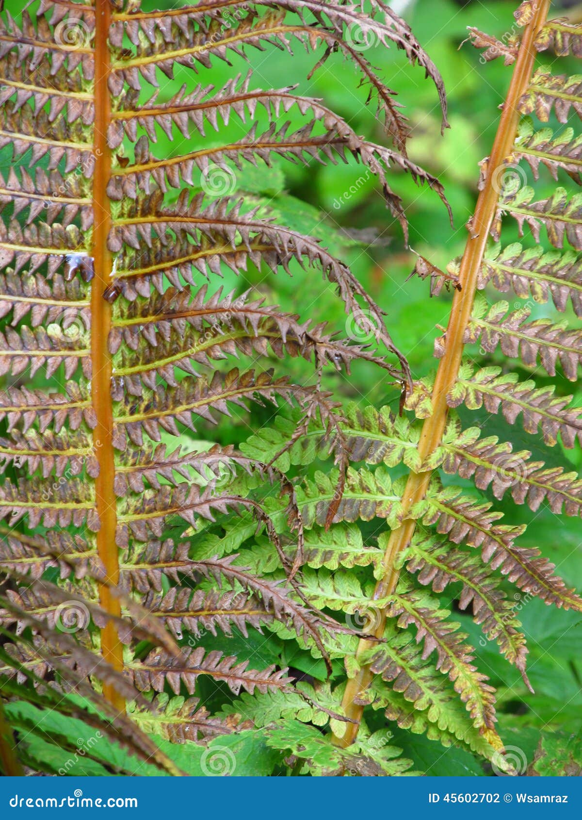 Dry Forest Ferns Stock Photography | CartoonDealer.com #45602702