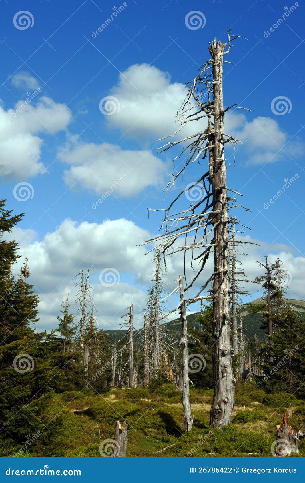Dry forest in mountains stock photo. Image of mountains - 26786422