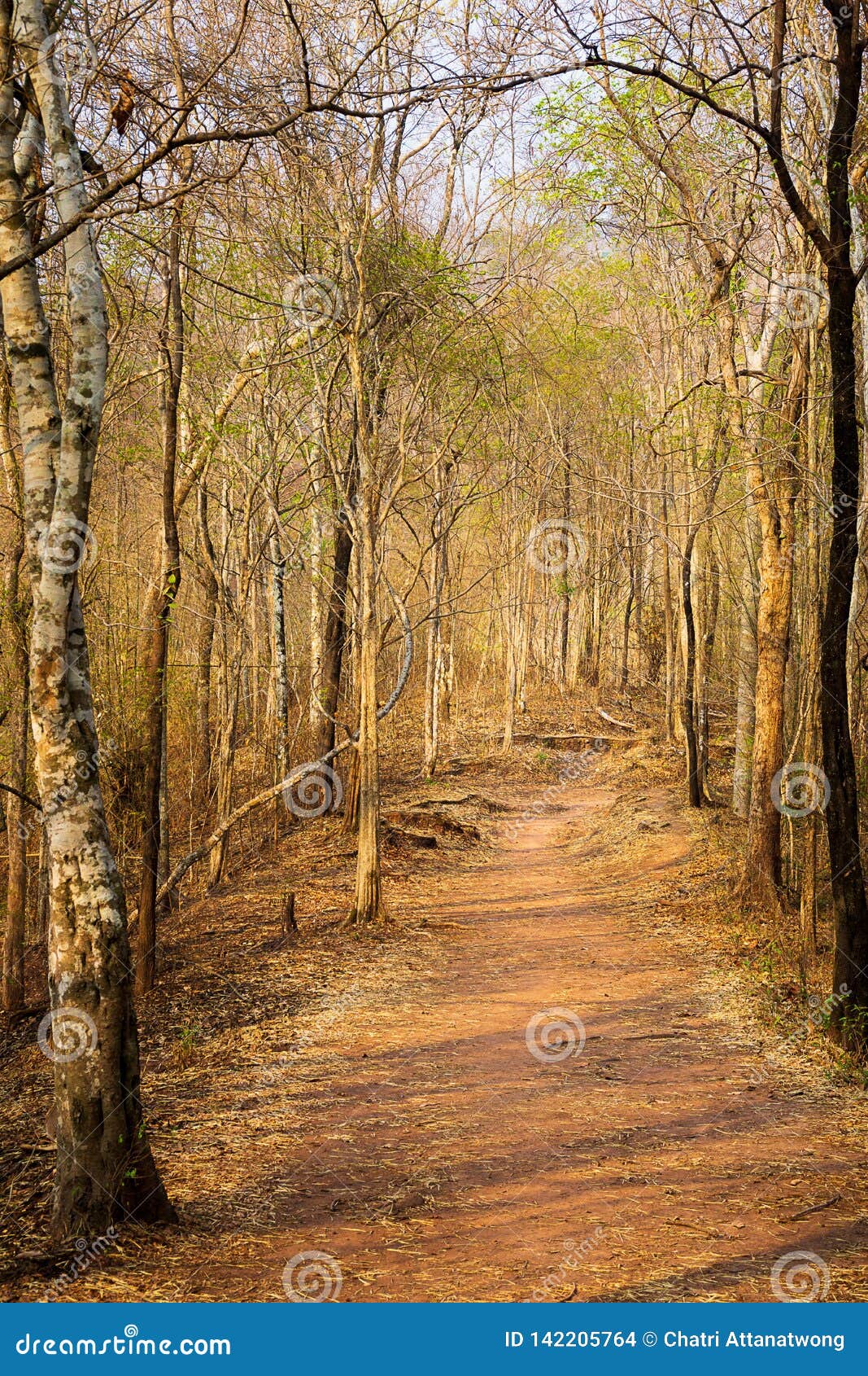 Pathway In The Nature Royalty-Free Stock Photography | CartoonDealer ...