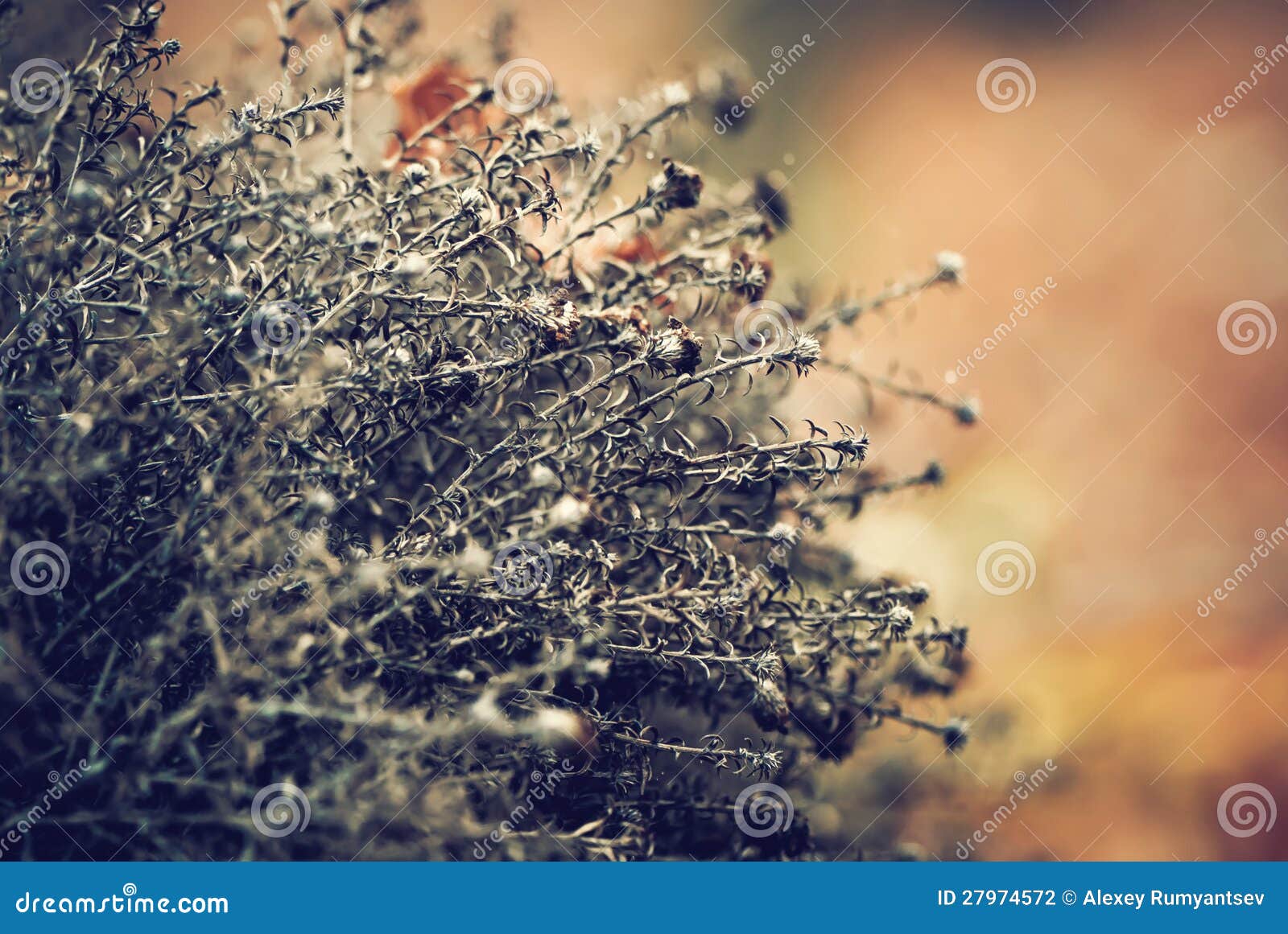 Dry forest plants stock photo. Image of outside, nature - 27974572