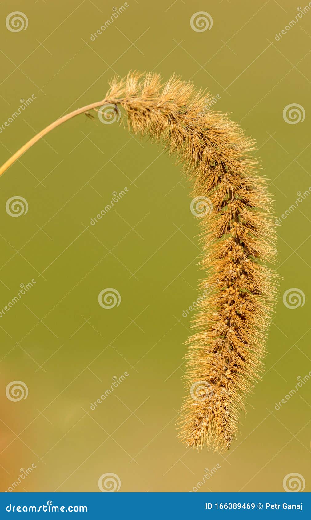Dry Fox Tail Grass Flower Isolated on Green Stock Image - Image of ...