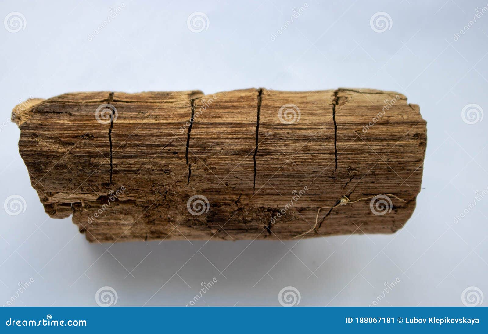 A Dry Fragment of a Tree Branch Isolated on a White Background Stock ...