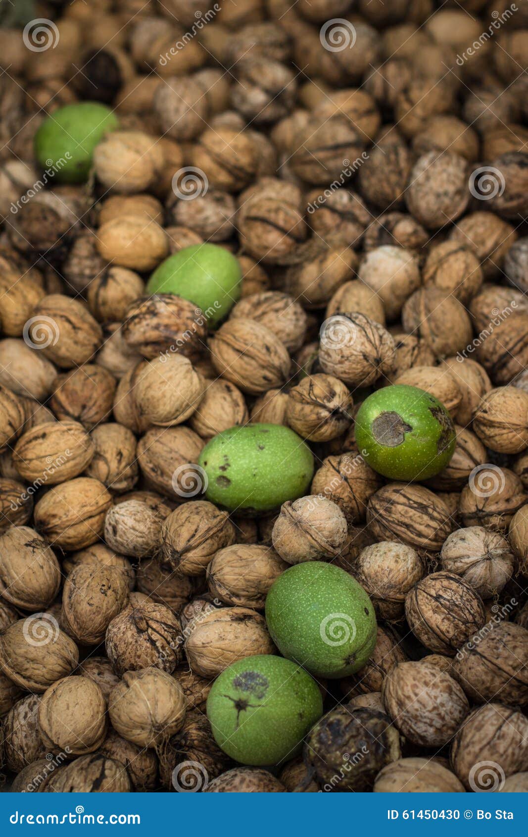Dry and fresh walnuts stock photo. Image of nuts, countryside - 61450430