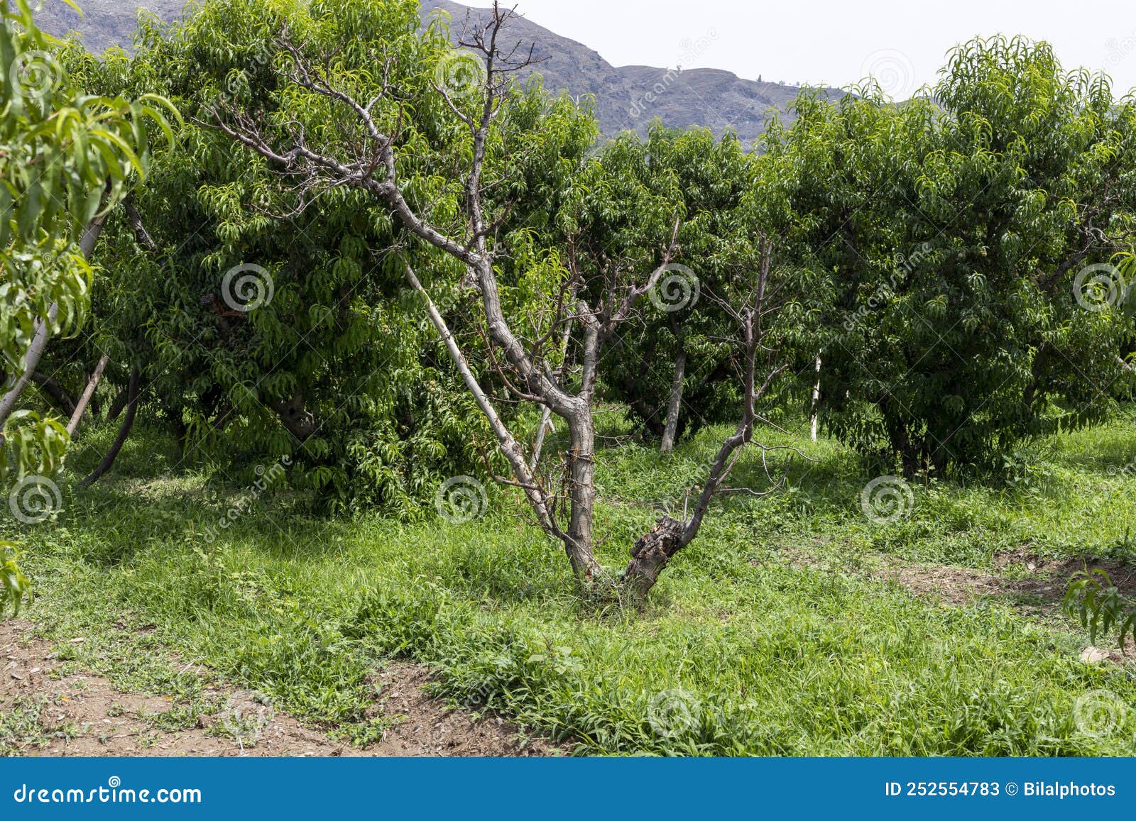 Dry Fruit Tree in the Fruit Orchard Stock Image - Image of natural ...