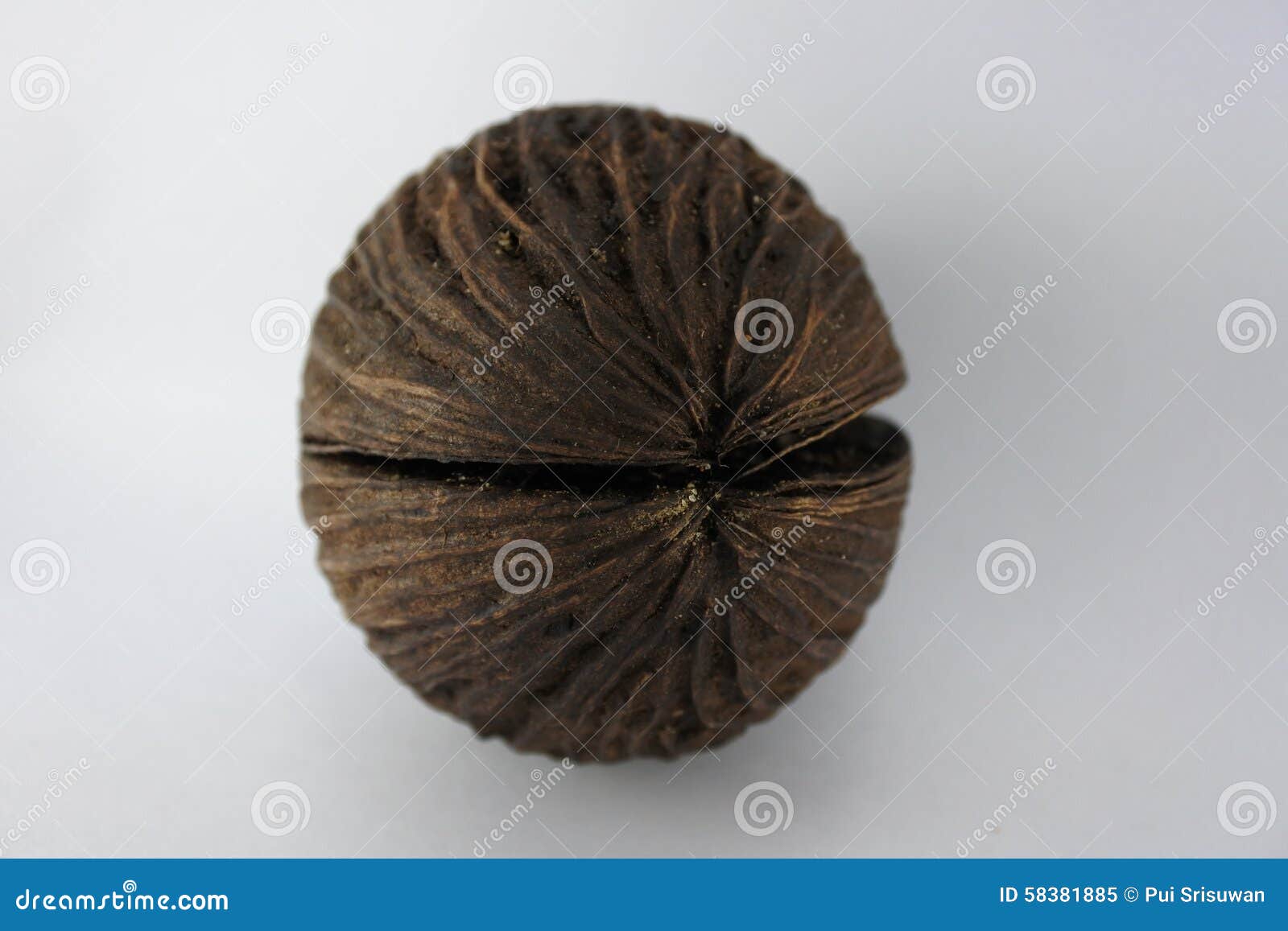 Dry fruit trees beautiful stock image. Image of trees - 58381885