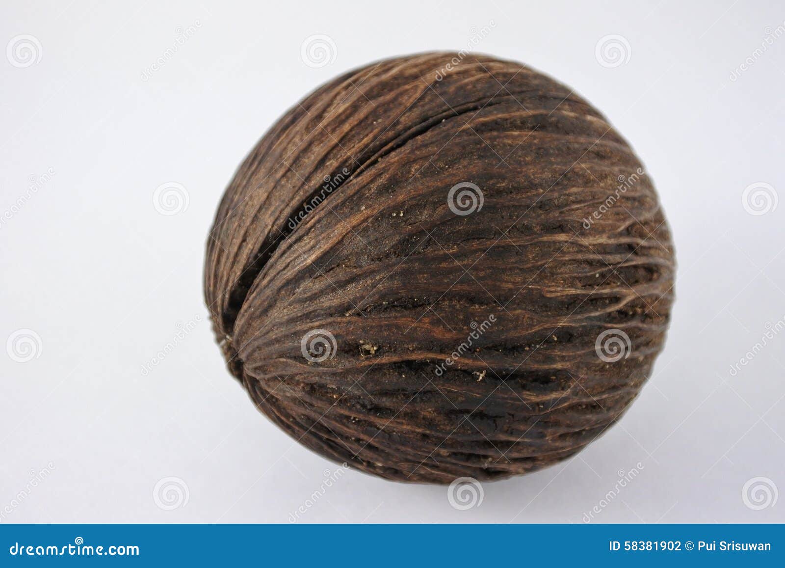 Dry fruit trees beautiful stock photo. Image of plants - 58381902