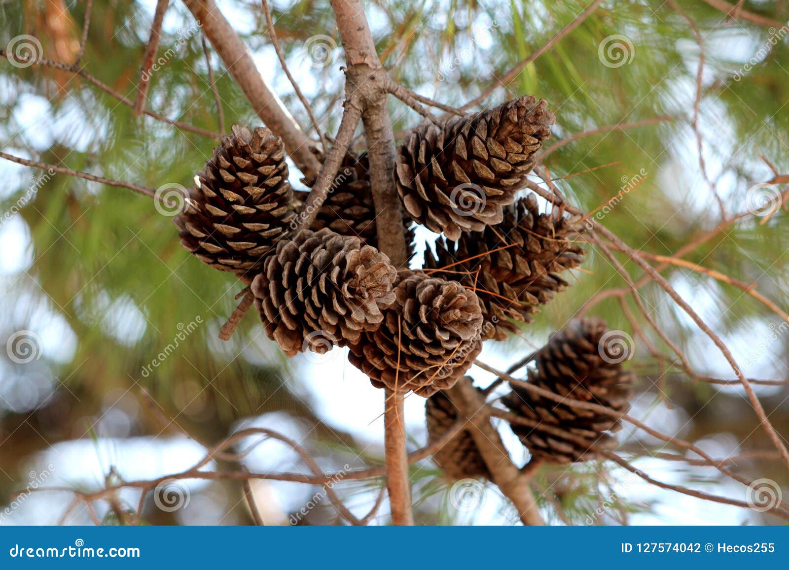 Dry Fully Open Brown Pine Cones or Conifer Cones on Multiple Branches ...