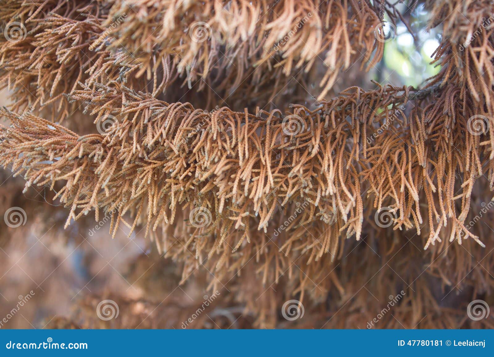 Dry Fur Tree Leaf or Pine Tree Stock Image - Image of nature, tree ...