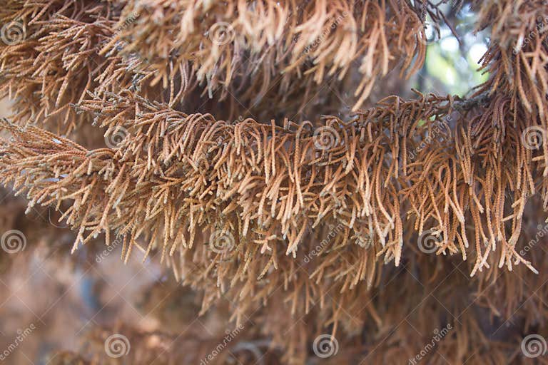 Dry Fur Tree Leaf or Pine Tree Stock Image - Image of nature, tree ...
