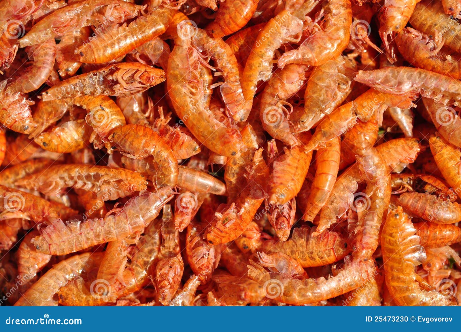 Dry gammarus stock photo. Image of aquarium, crustaceans - 25473230