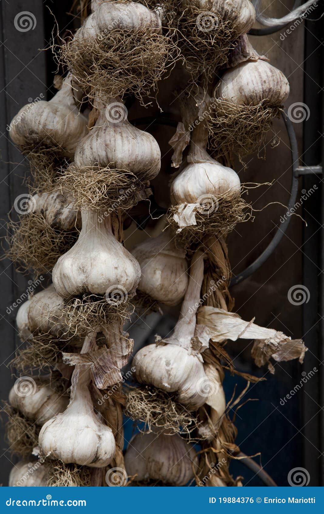Dry garlic stock photo. Image of nutmeg, vivid, flavor - 19884376