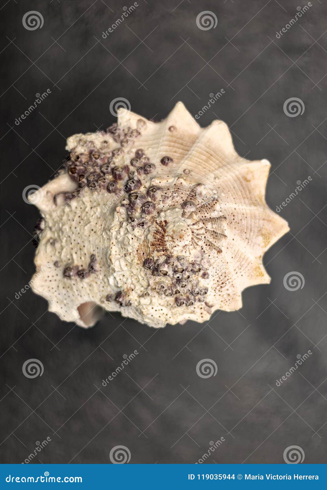 Dry Gigantic Sea Shell. Soft Surface Inside, Rough and Textured Stock ...
