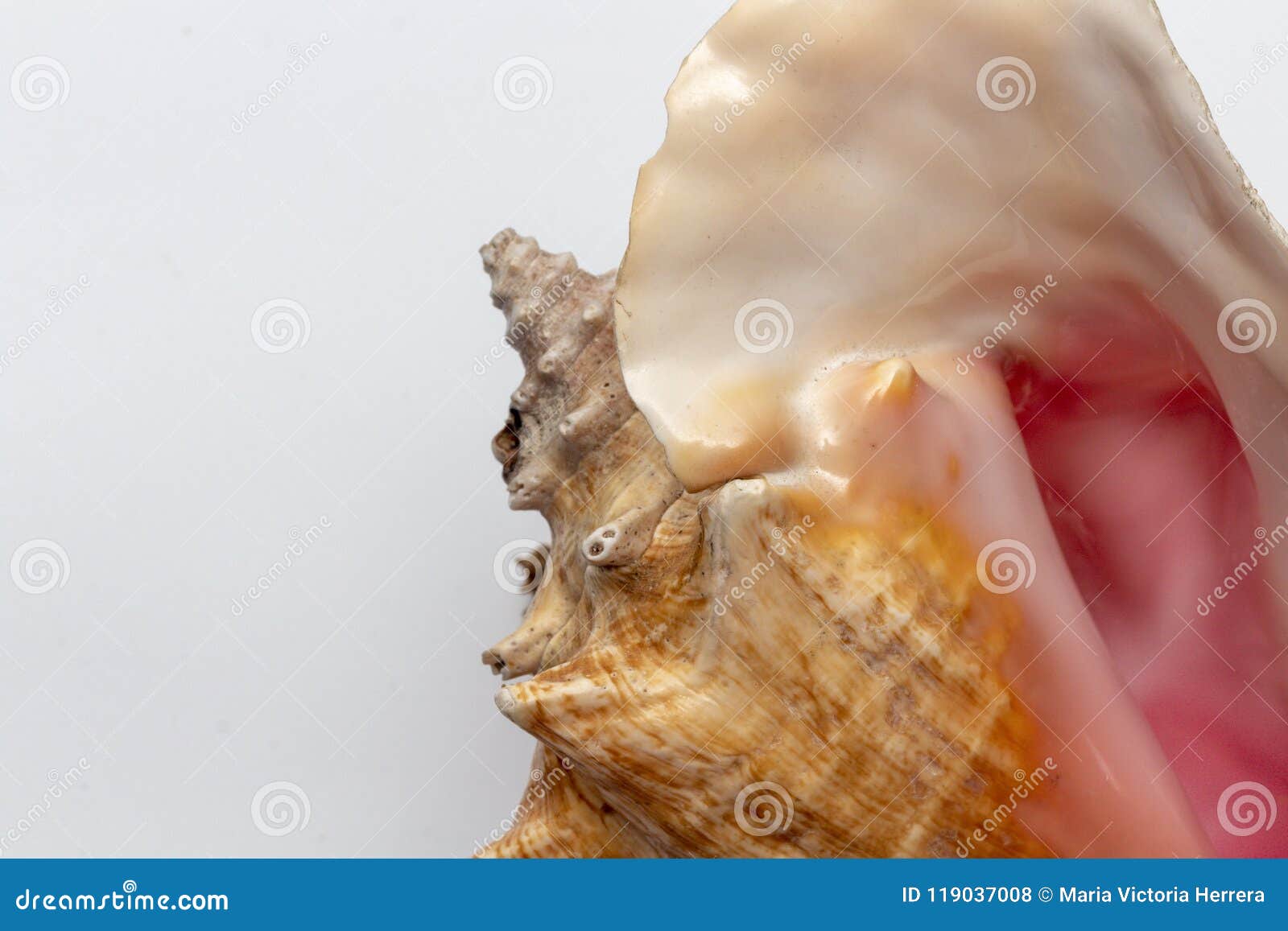 Dry Gigantic Sea Shell. Soft Surface Inside, Rough and Textured Stock ...