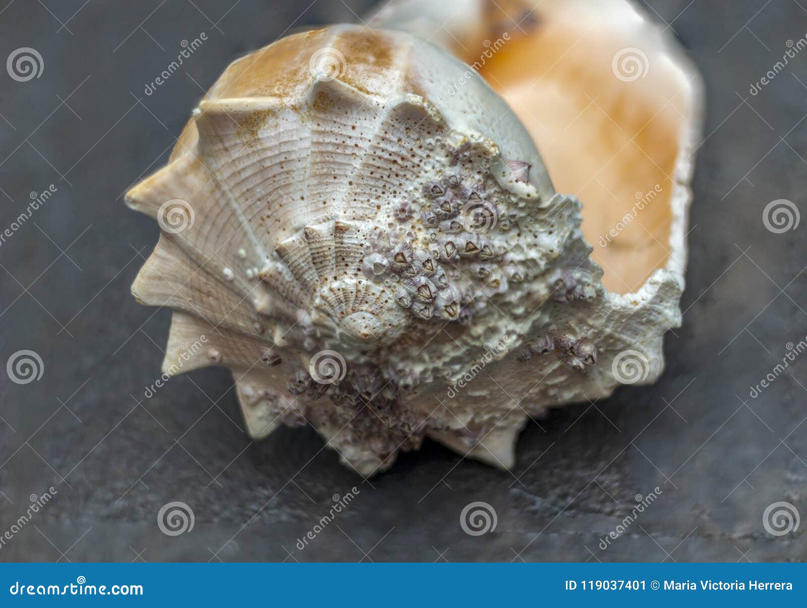 Dry Gigantic Sea Shell. Soft Surface Inside, Rough and Textured Stock ...