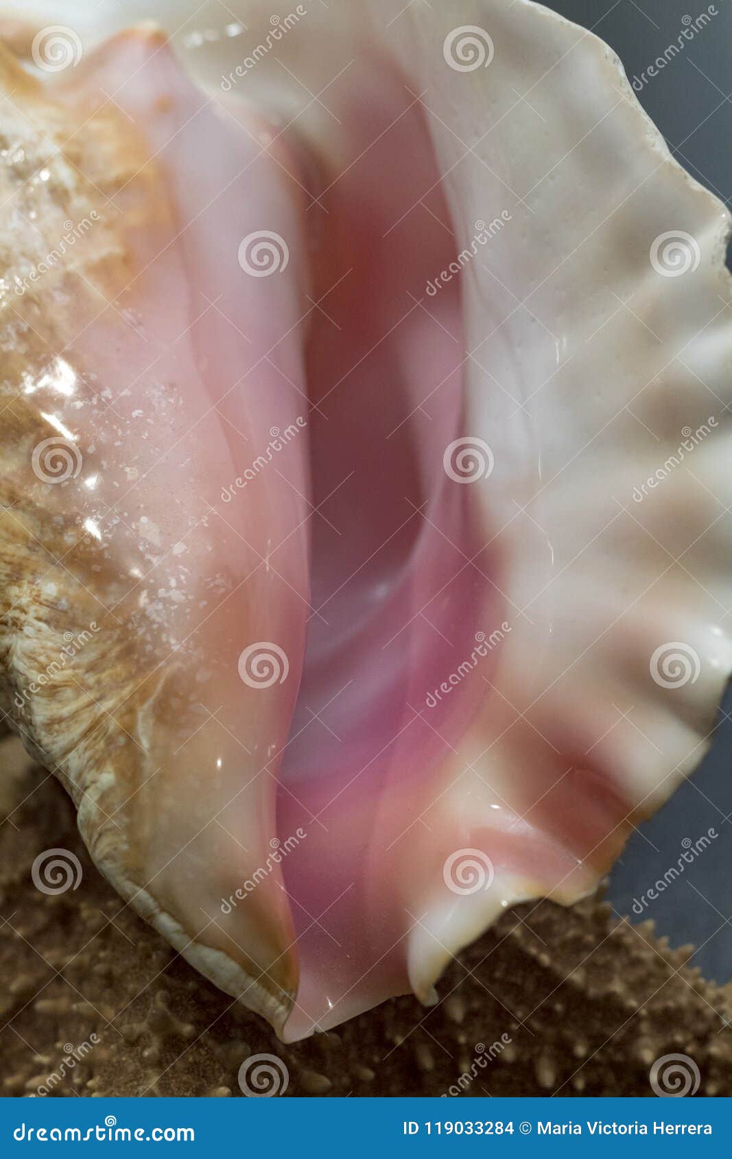 Dry Gigantic Sea Shell. Soft Surface Inside, Rough and Textured Stock ...