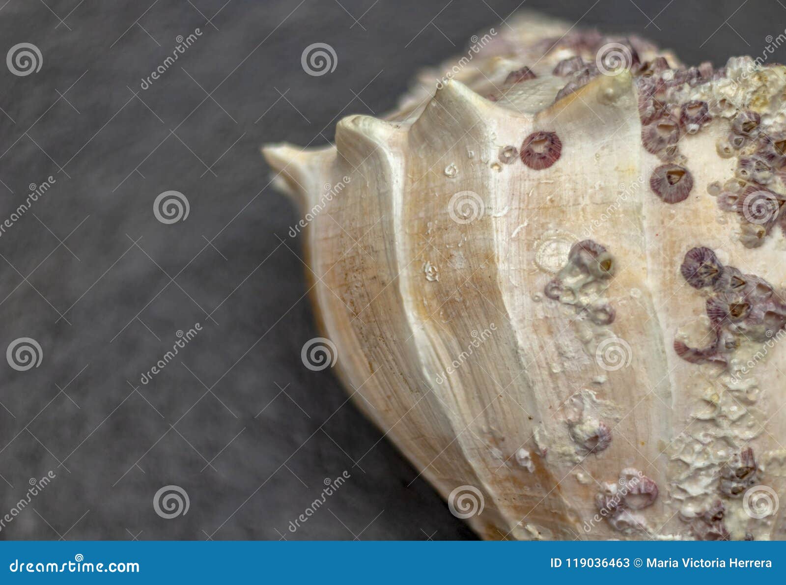 Dry Gigantic Sea Shell. Soft Surface Inside, Rough and Textured Stock ...
