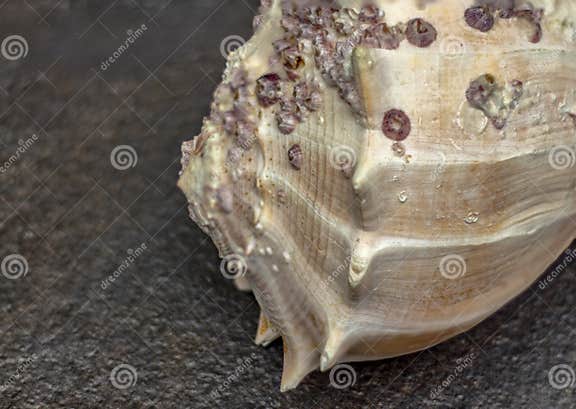 Dry Gigantic Sea Shell. Soft Surface Inside, Rough and Textured Stock ...