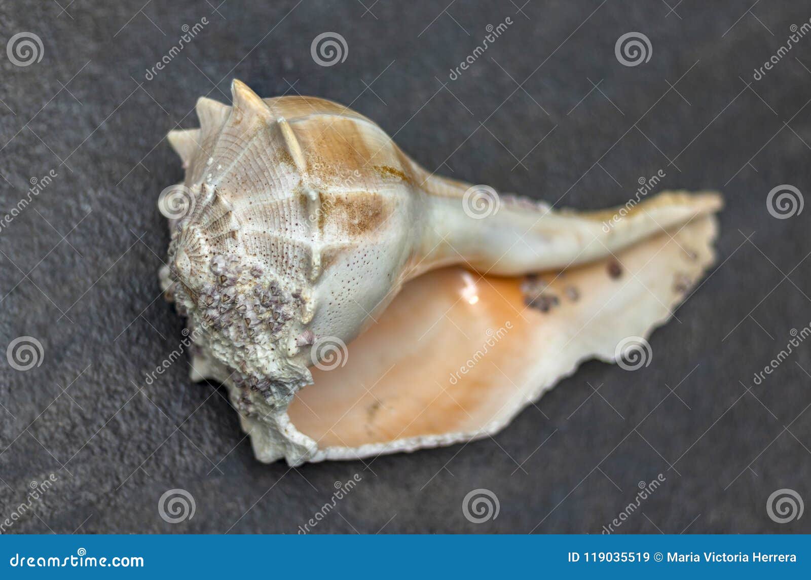Dry Gigantic Sea Shell. Soft Surface Inside, Rough and Textured Stock ...
