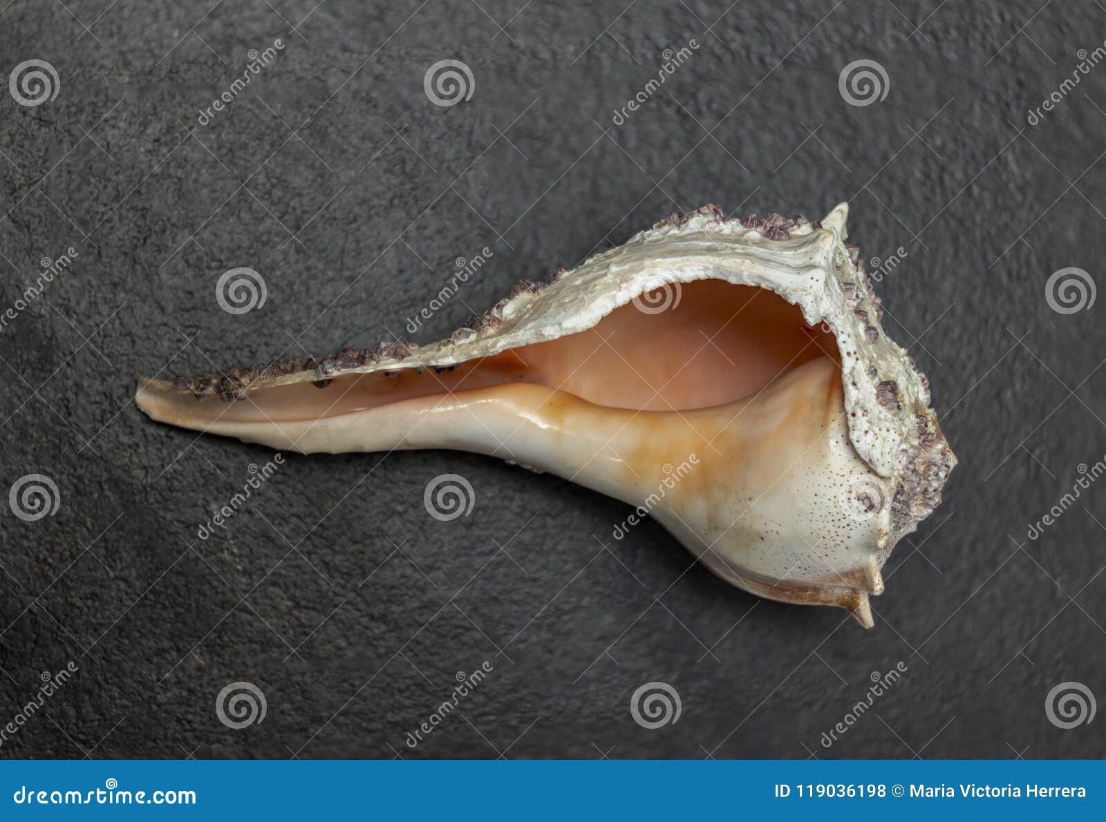 Dry Gigantic Sea Shell. Soft Surface Inside, Rough and Textured Stock ...