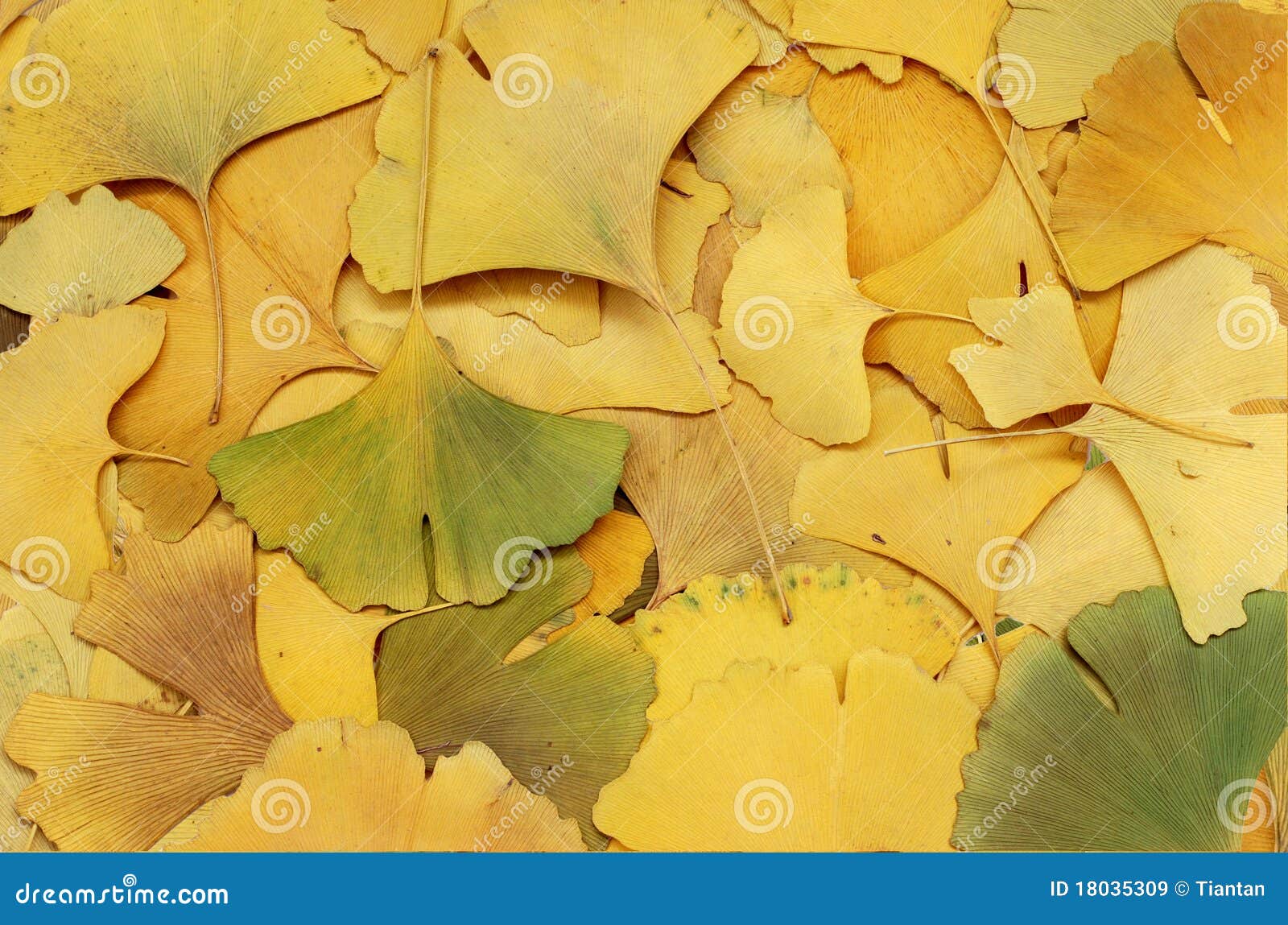 Dry ginkgo biloba leaf stock image. Image of closeup - 18035309