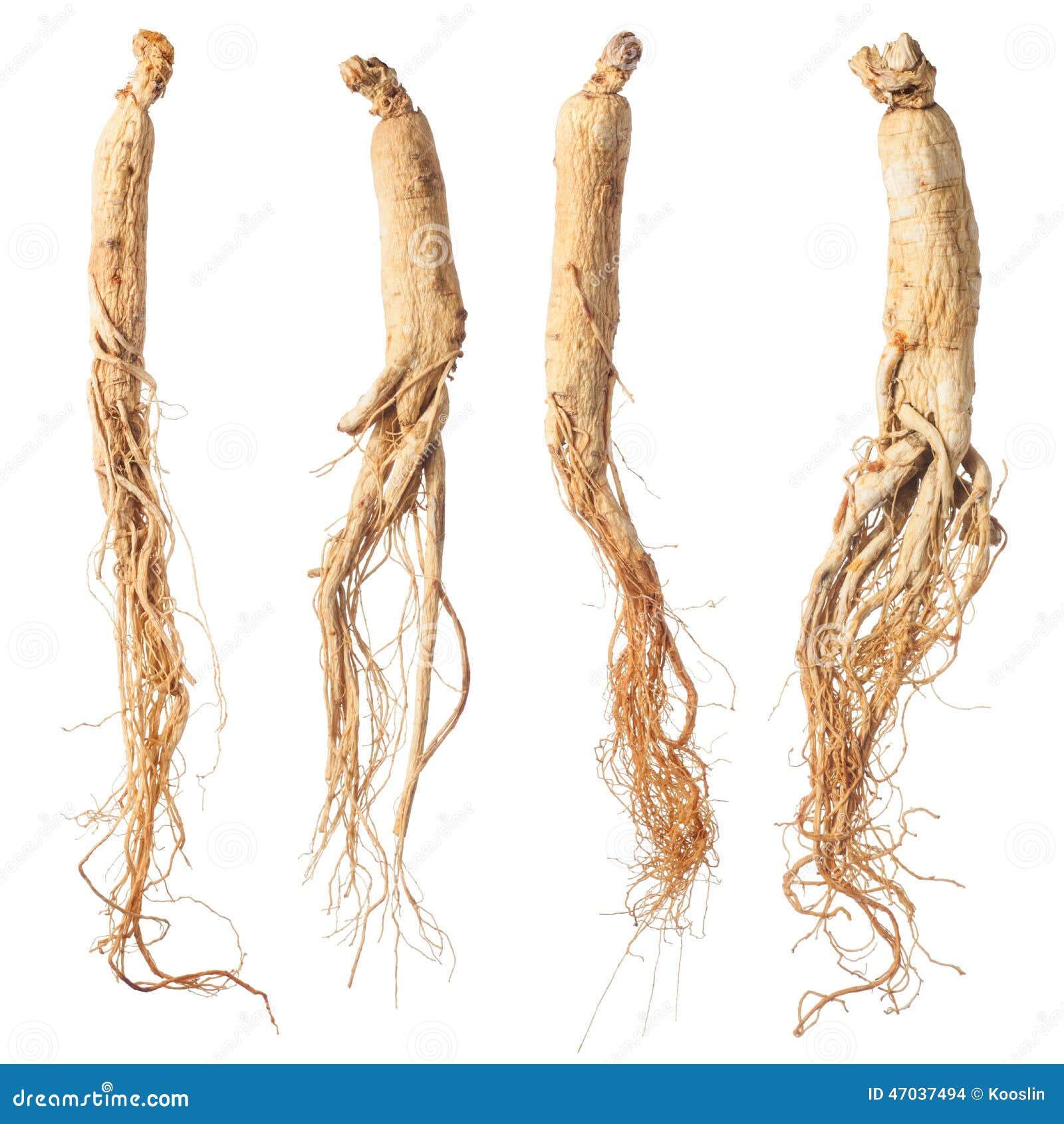 Dry ginseng roots stock photo. Image of closeup, medicine - 47037494