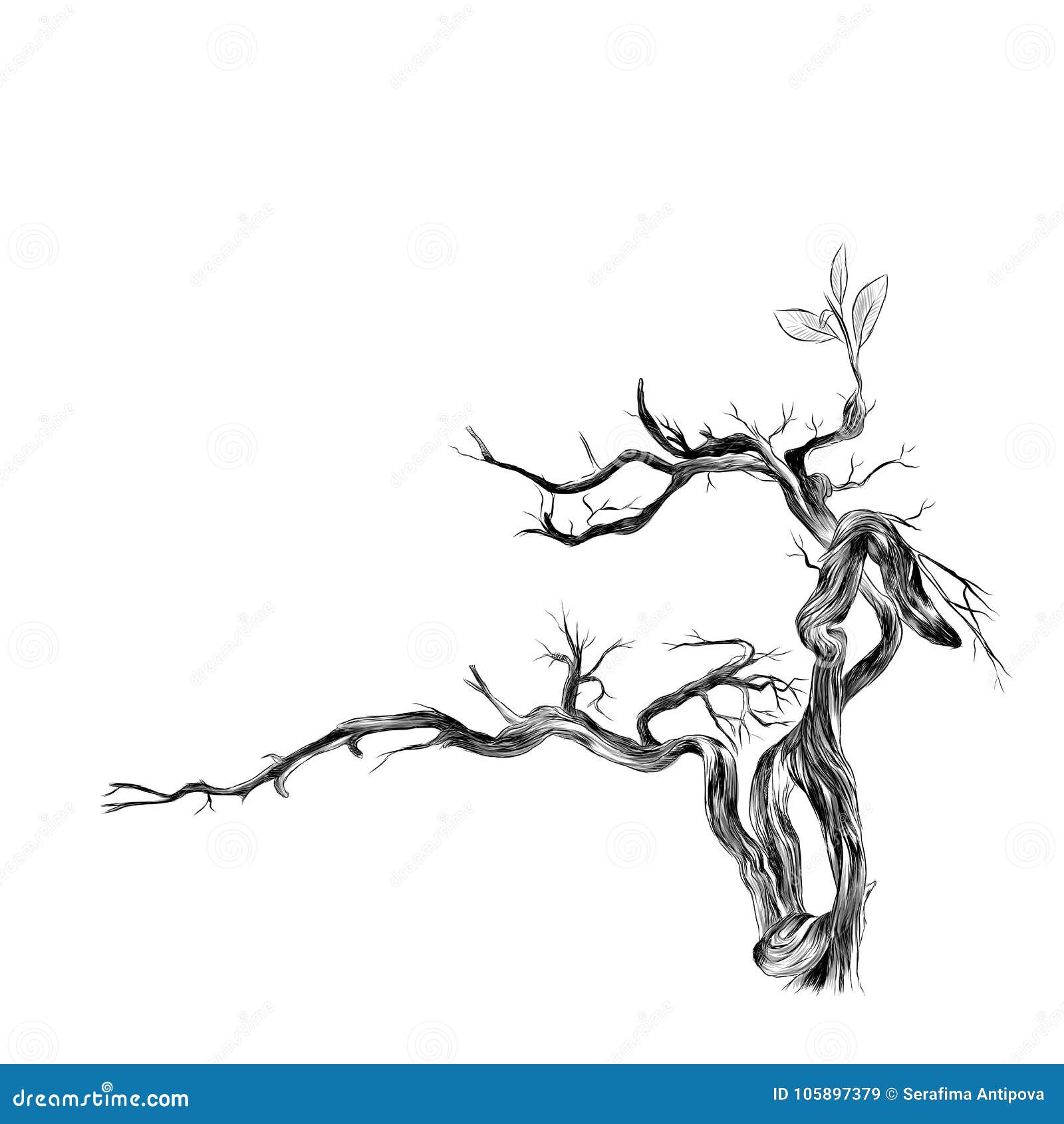 Dry Gnarled Tree Sketch Vector Stock Illustrations – 3 Dry Gnarled Tree ...
