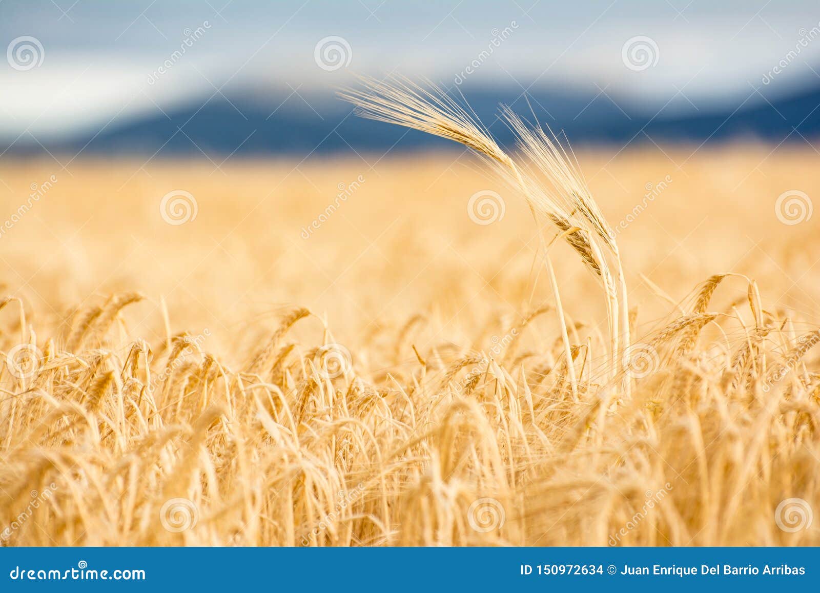 Dry and Golden Barley in Spain in a Dry Land Stock Photo - Image of ...