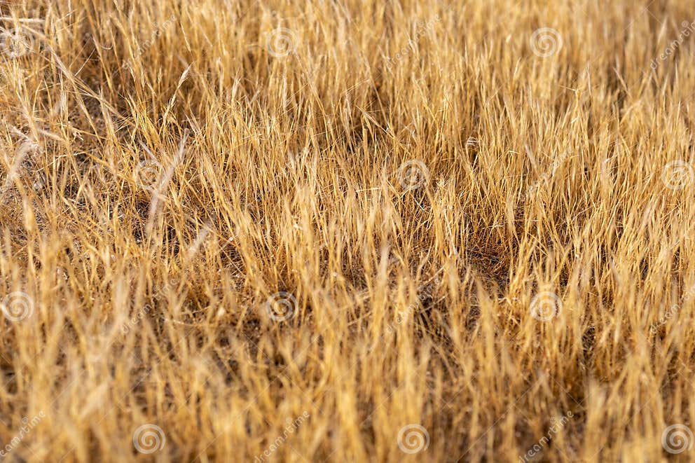 Dry Golden Grass Full Frame Texture Stock Image - Image of material ...