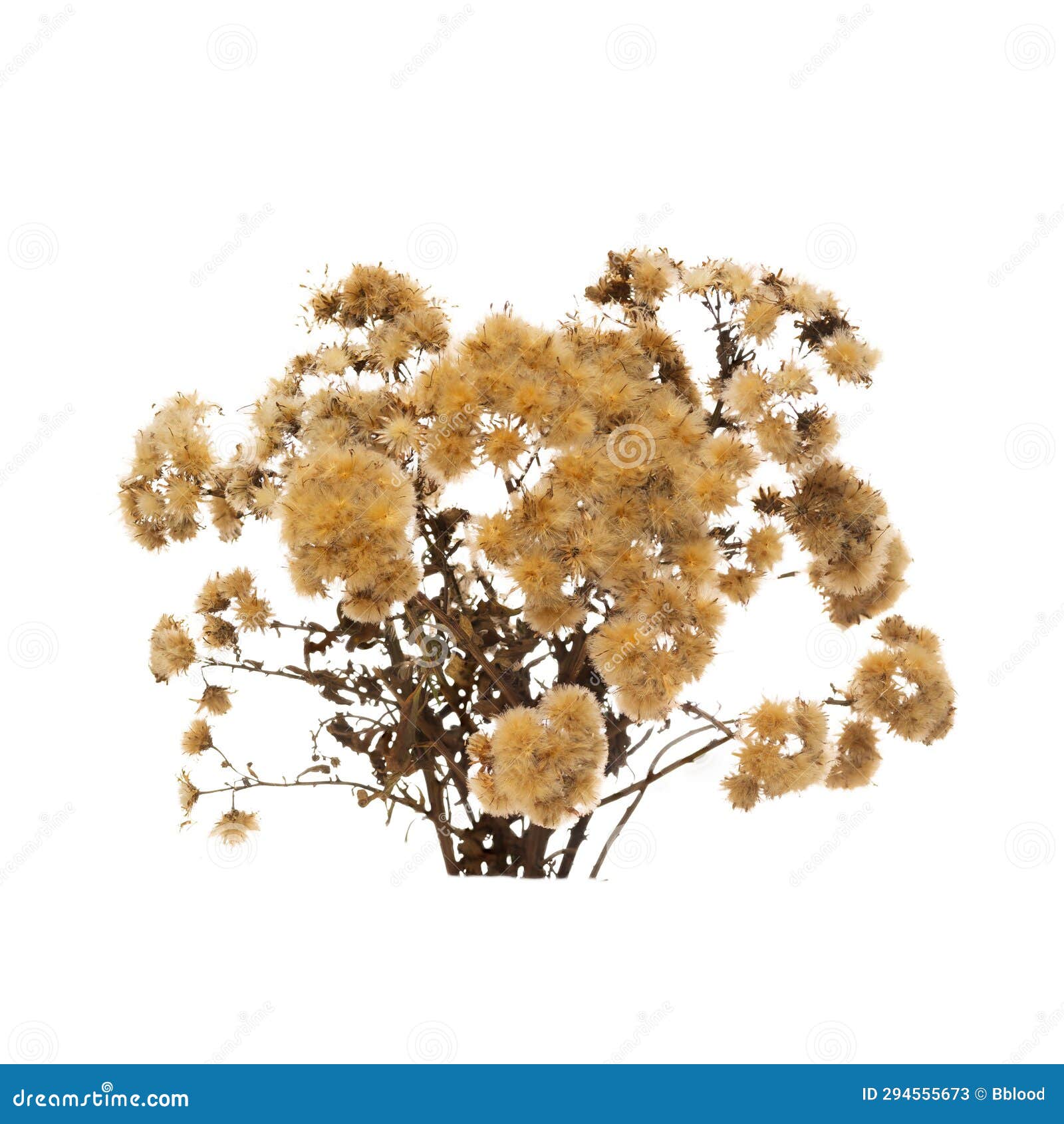 Dry Golden Grass Isolated on White Background Stock Image - Image of ...