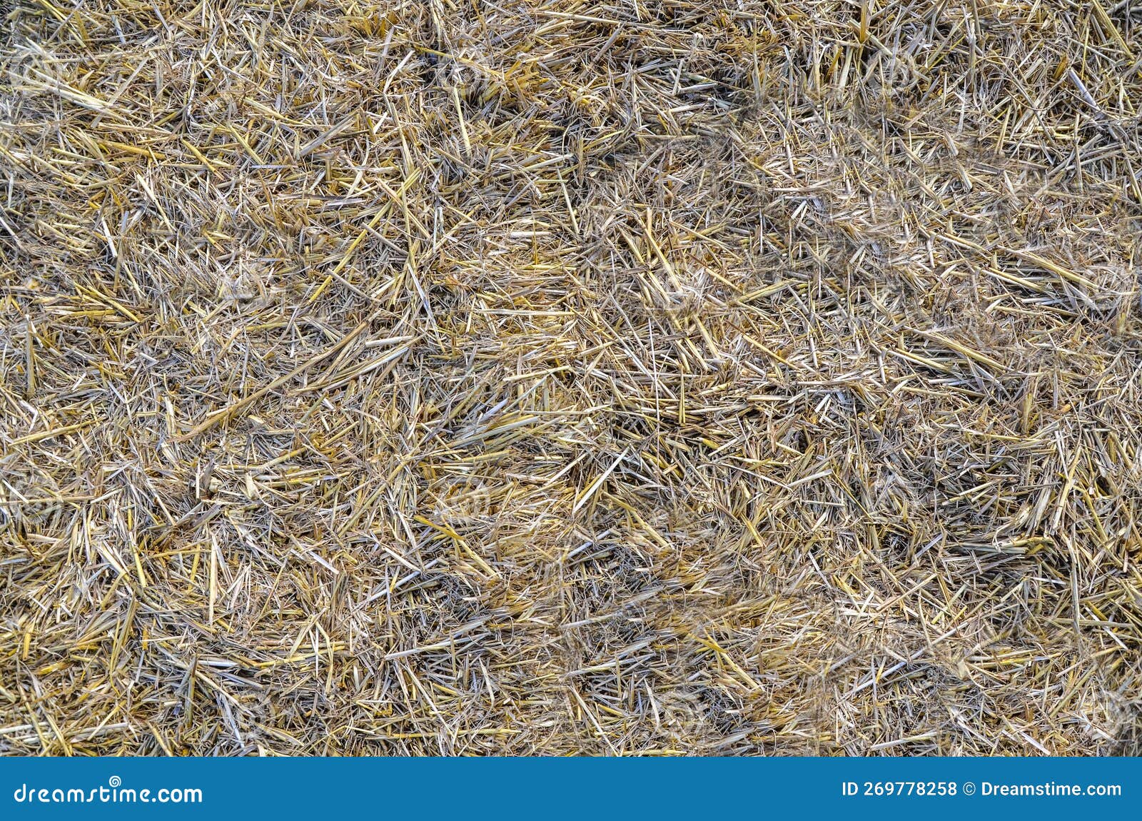 Dry Golden Hay. Texture As Natural Background Stock Photo - Image of ...
