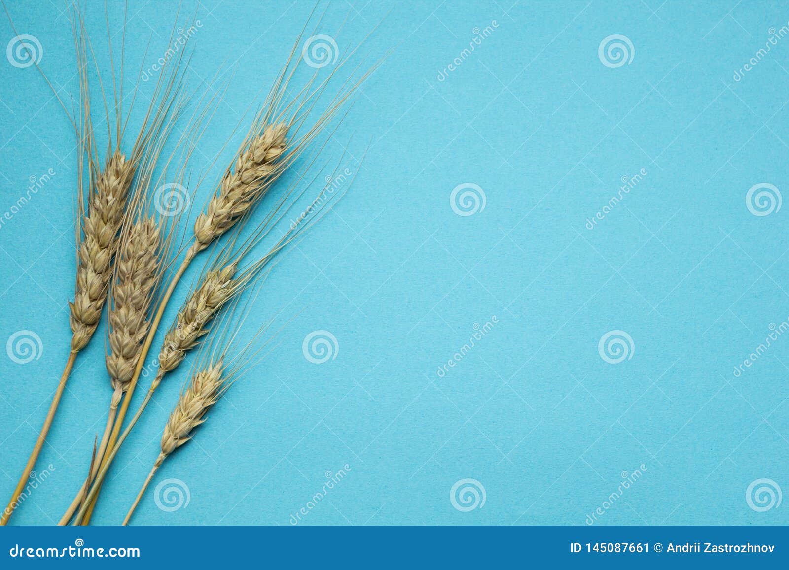 Dry Golden Wheat on a Blue Background, Empty Space Stock Image - Image ...