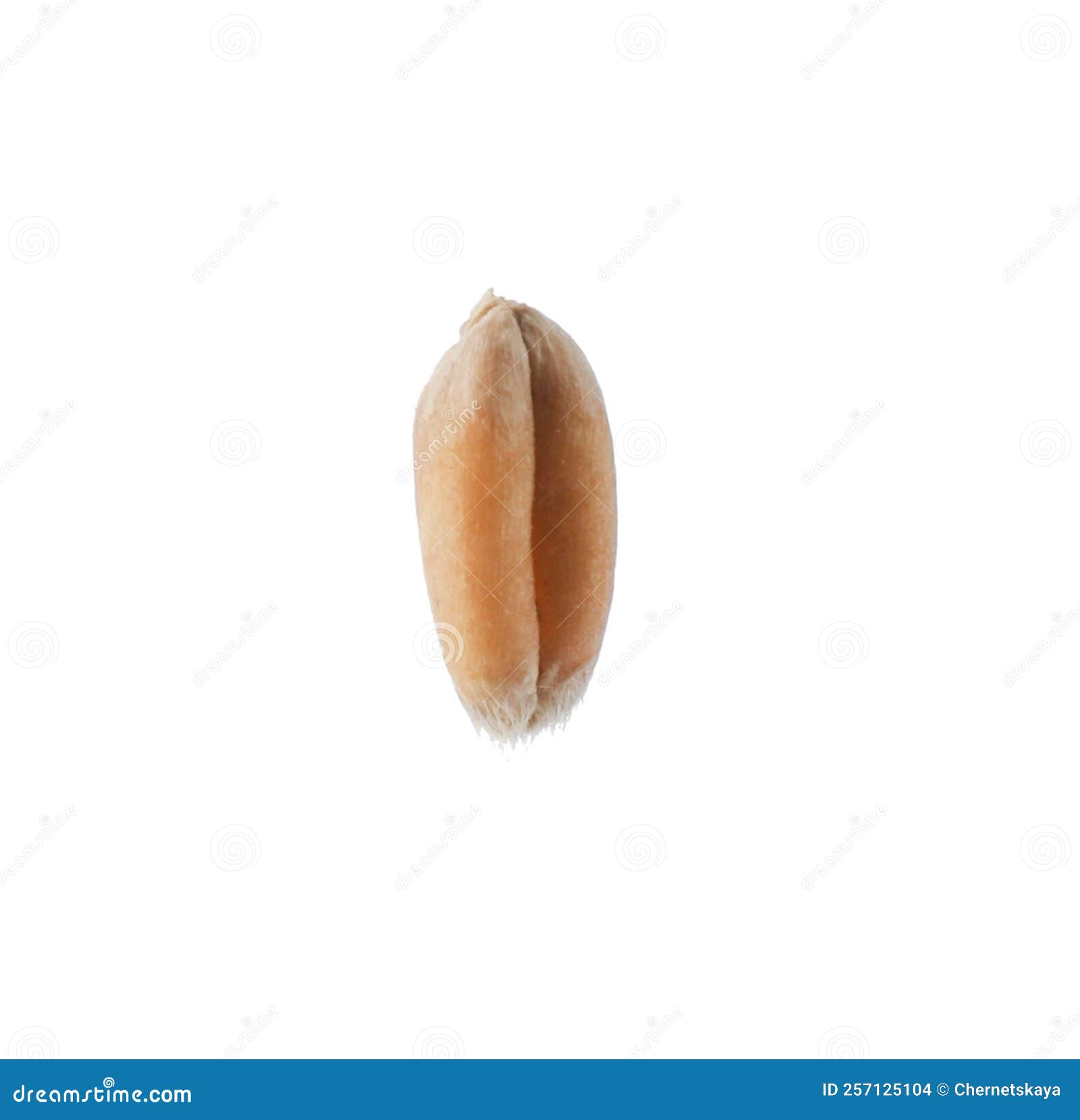 Dry Golden Wheat Grain Isolated on White Stock Photo - Image of single ...