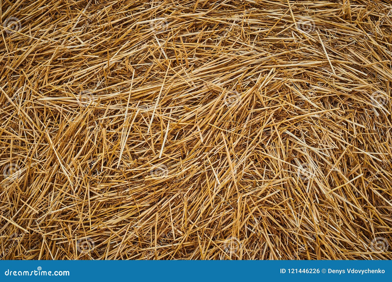 Dry Golden Yellow Straw Grass Background Texture after Havesting Stock ...