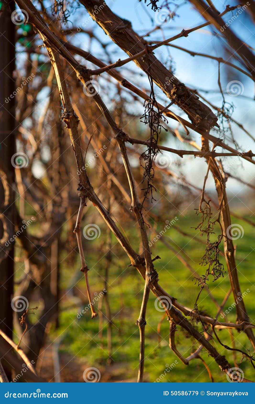 Dry grape branch stock image. Image of grapes, brunch - 50586779
