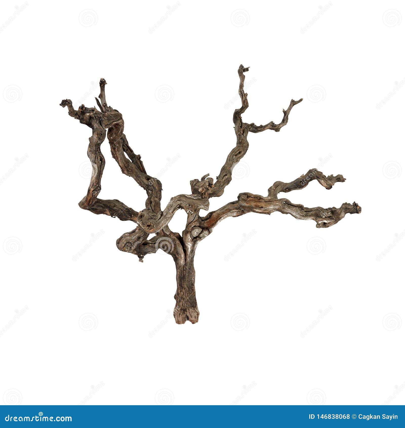 Dry Short Grape Tree Branch Isolated White Background Stock Photo ...