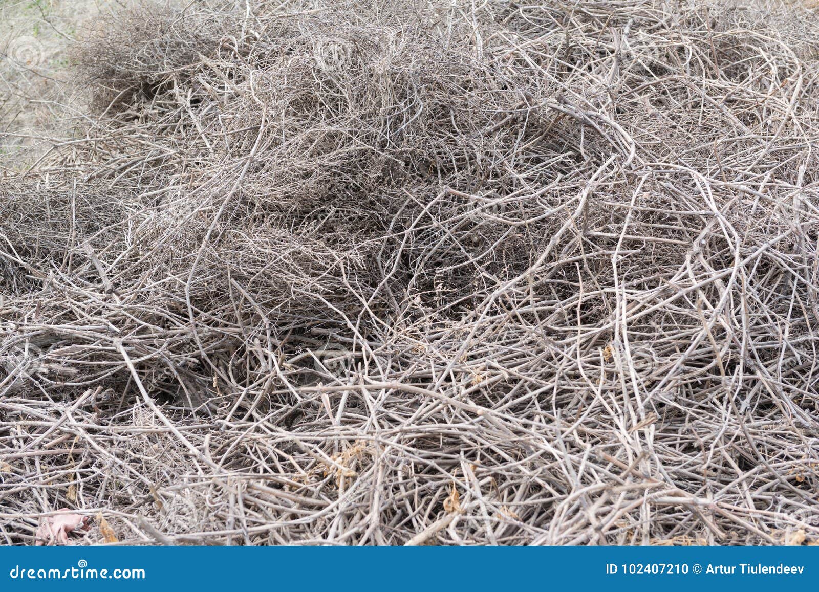 Dry grape vine stock photo. Image of detail, vine, large - 102407210