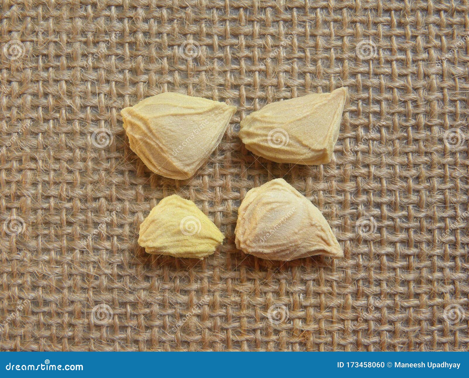 Dry Grapefruit seeds stock photo. Image of diet, freshness - 173458060