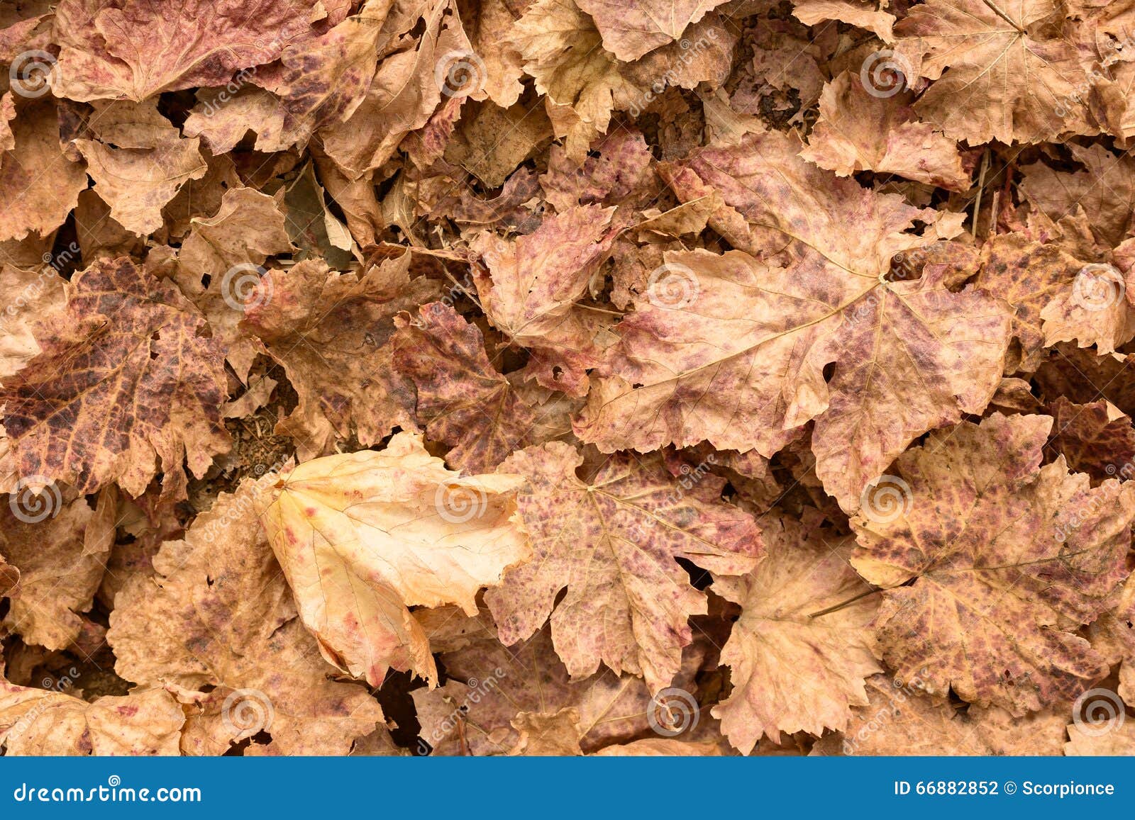 Dry grapes leaves texture stock photo. Image of nature - 66882852