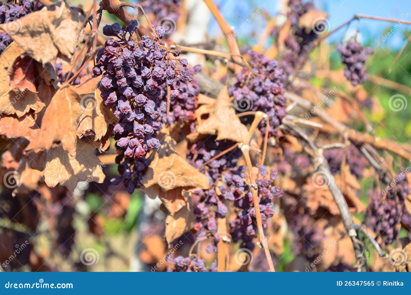 Dry grapes in vineyard stock image. Image of botanical - 26347565