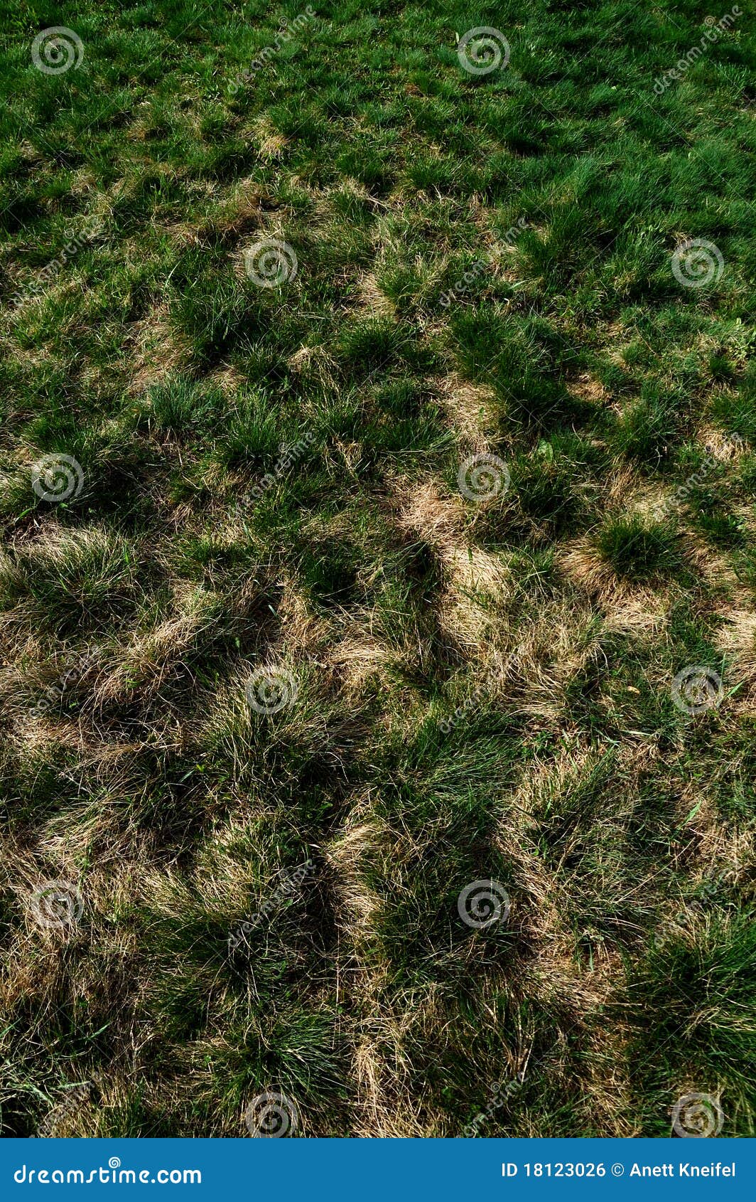 Dry grass stock photo. Image of area, nature, drying - 18123026