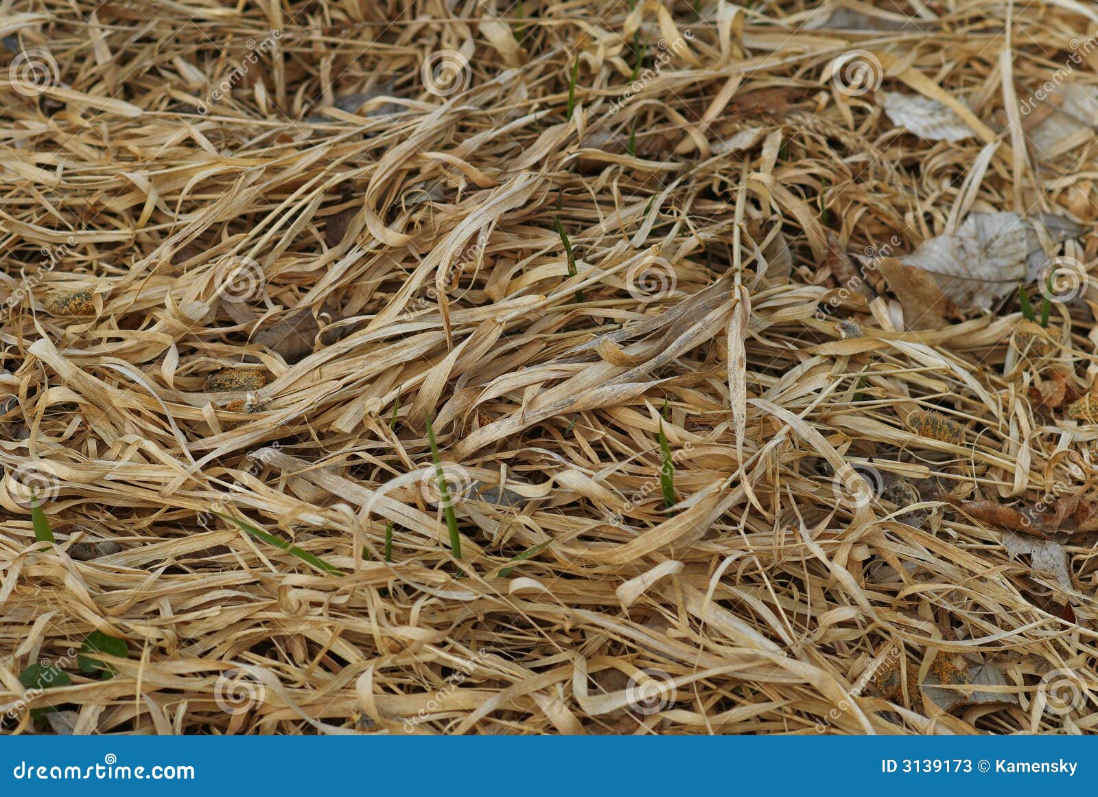 Dry grass stock image. Image of gardening, pasture, plant - 3139173