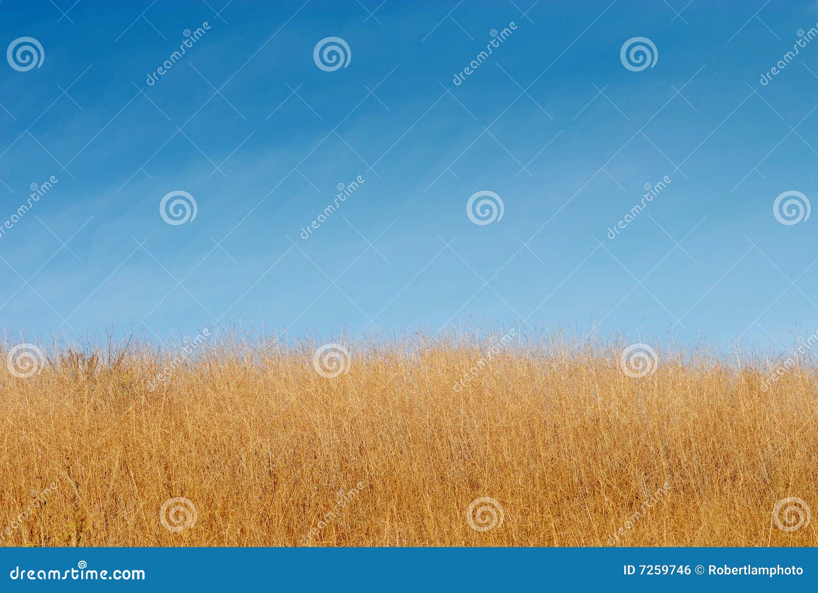 Dry grass stock photo. Image of rural, backgrounds, summer - 7259746