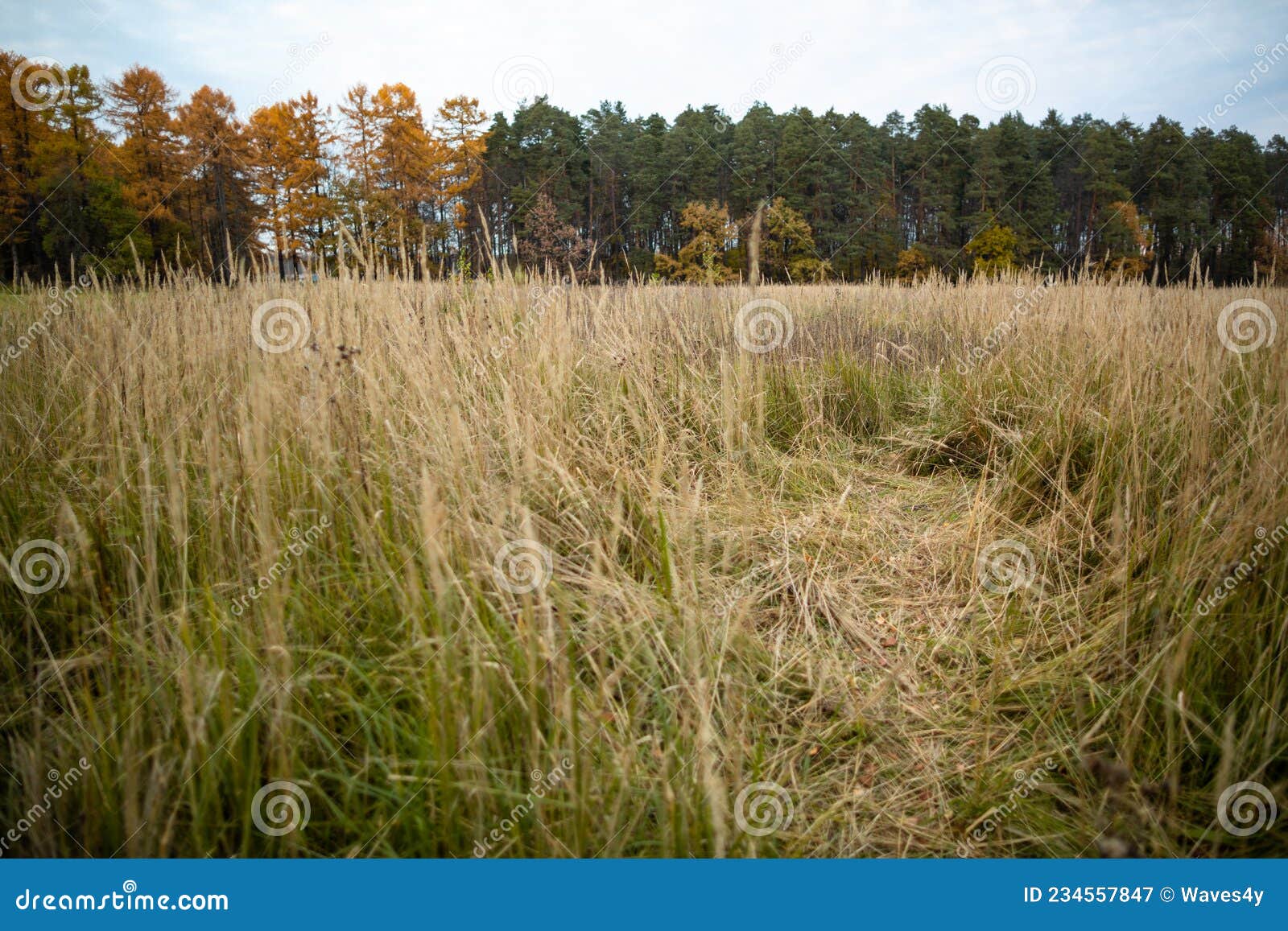 Dry Grass in Autum Field and Forest Stock Image - Image of meadow ...