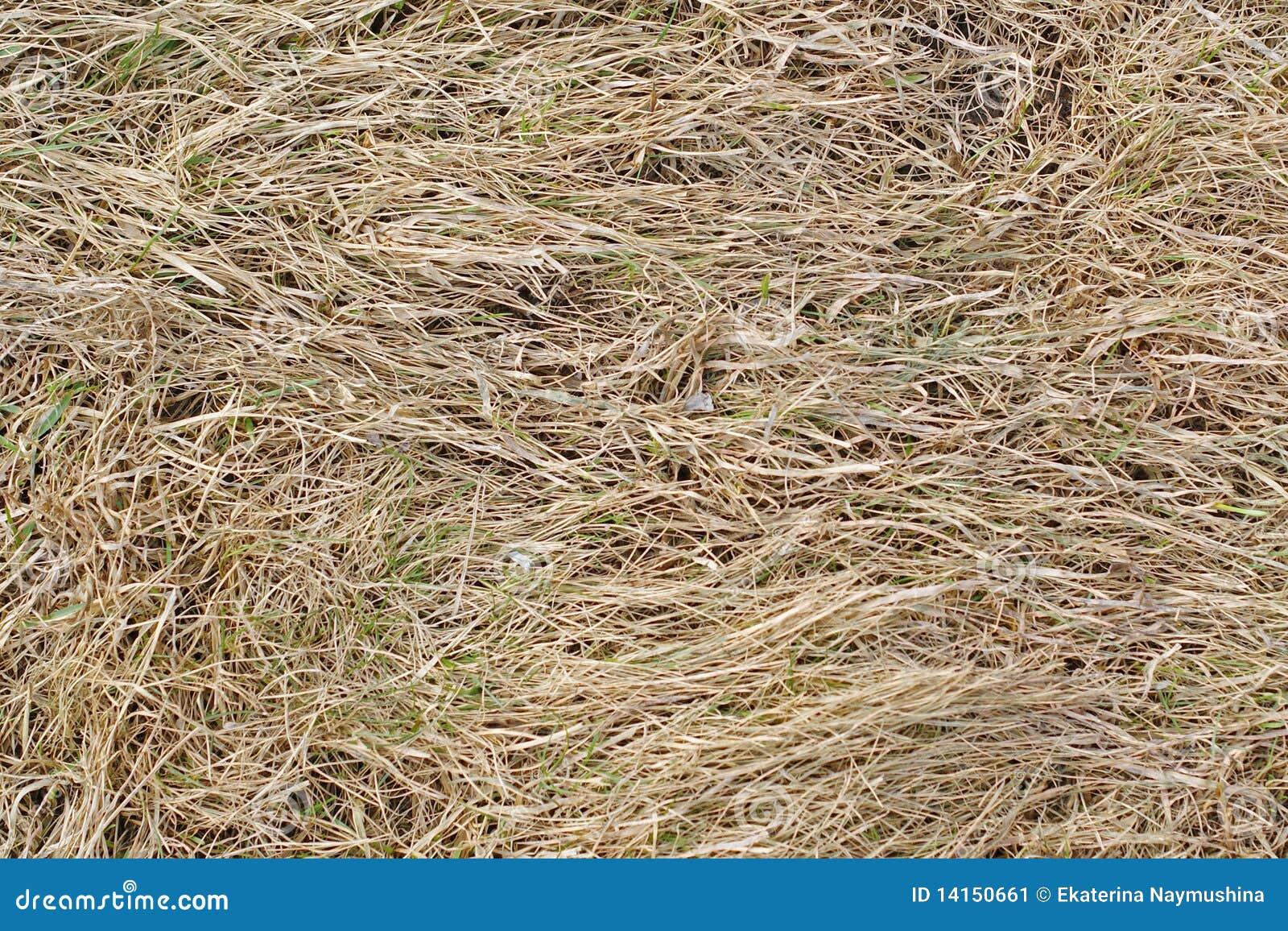 Dry grass background stock image. Image of brown, nature - 14150661