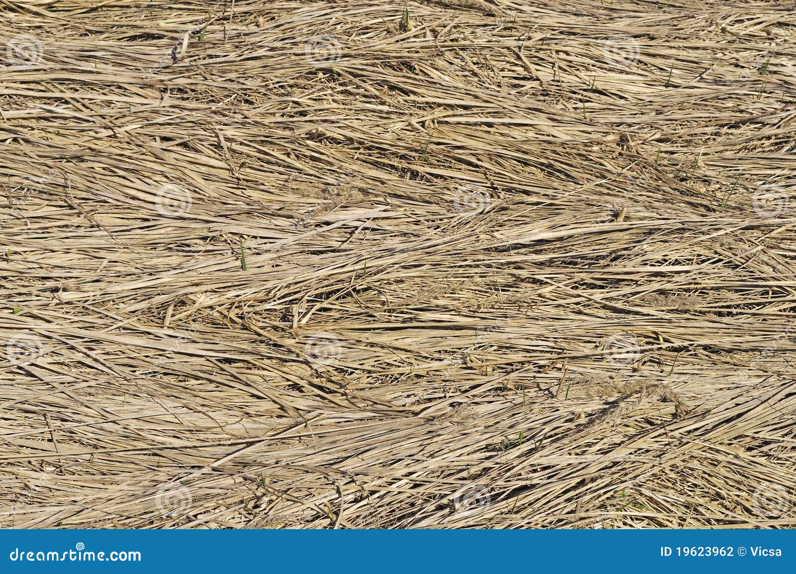Dry grass background stock photo. Image of botany, farmland - 19623962