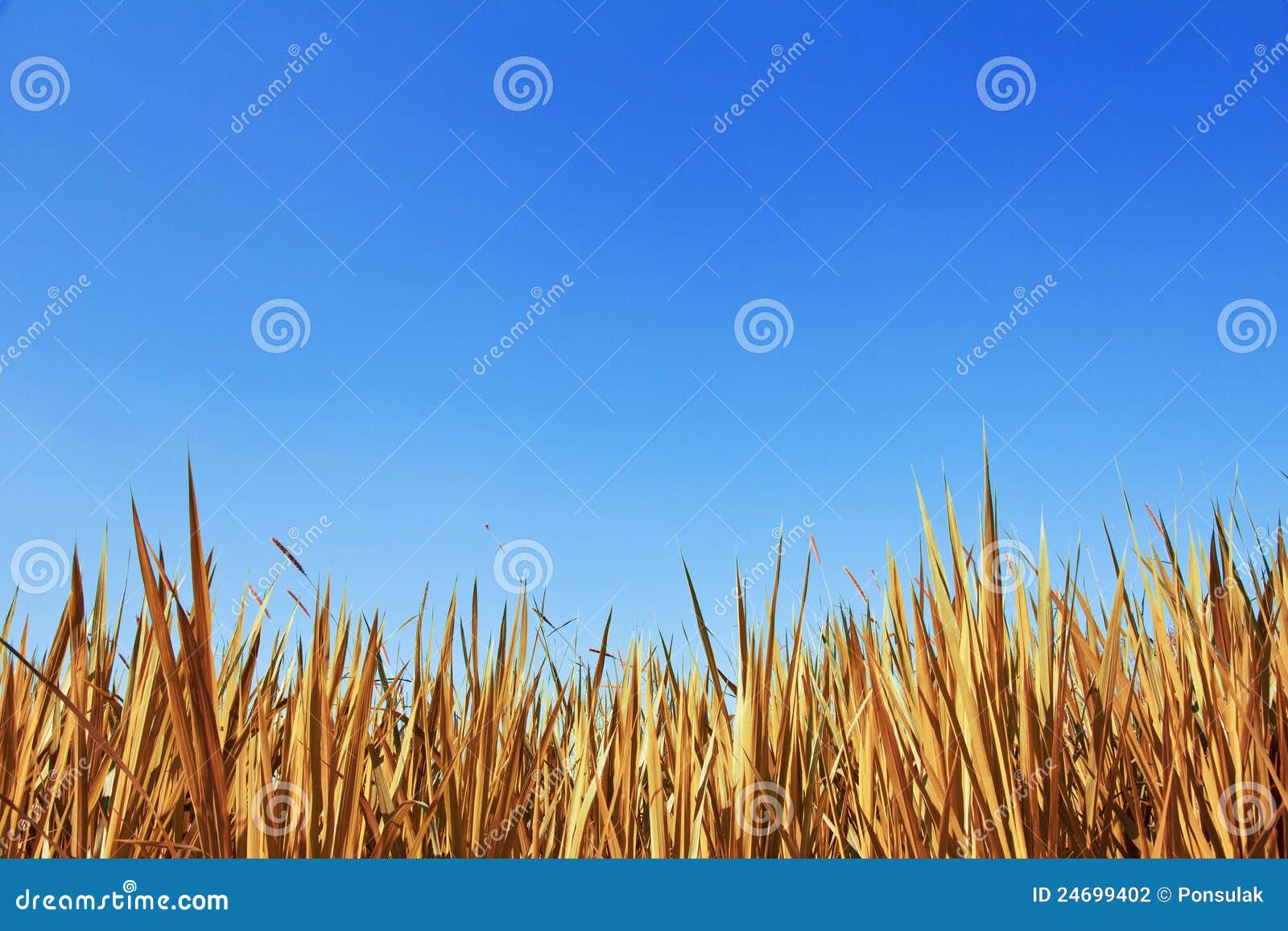 Dry grass background stock photo. Image of meadow, drought - 24699402