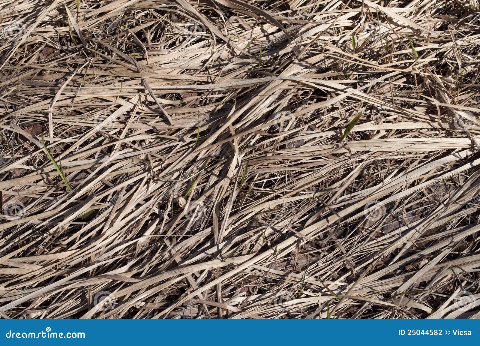 Dry grass background stock photo. Image of ground, faded - 25044582