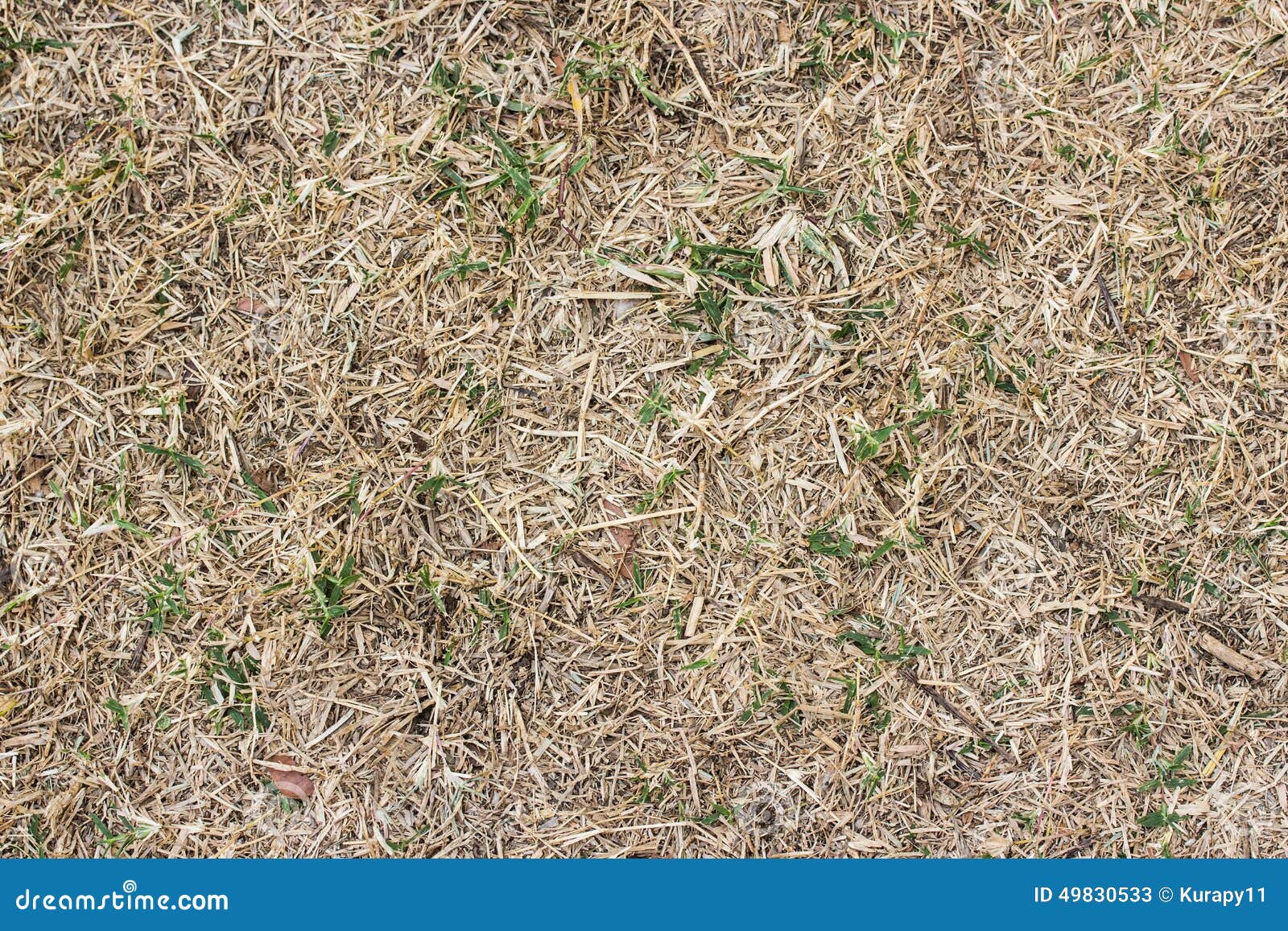 Dry grass stock image. Image of lines, floral, garden - 49830533