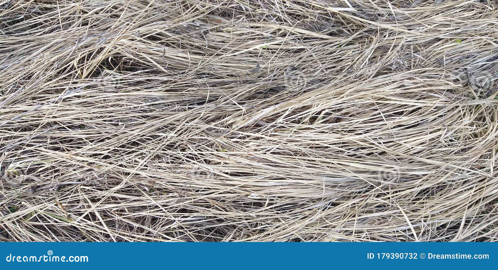 Dry Grass for the Background Image Stock Photo - Image of abstract ...