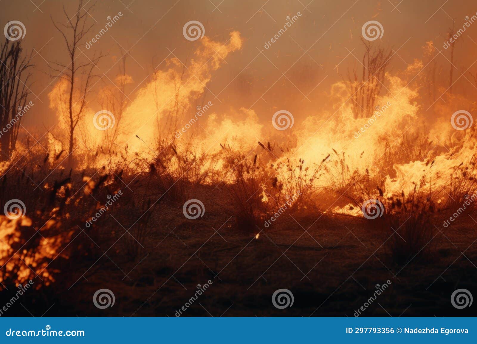 Dry Grass is Burning, Fire in the Field, Forest, Natural Disaster ...